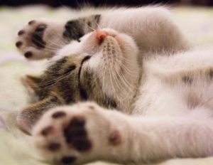 Self-care for brain health | Laura Fergusson Brain Injury Trust